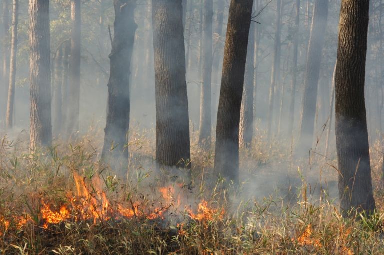 Prescribed Fire - Spring Island Trust